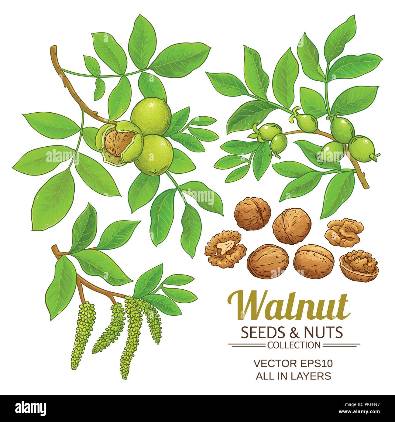 walnut plant vector set on white background Stock Vector Image & Art ...