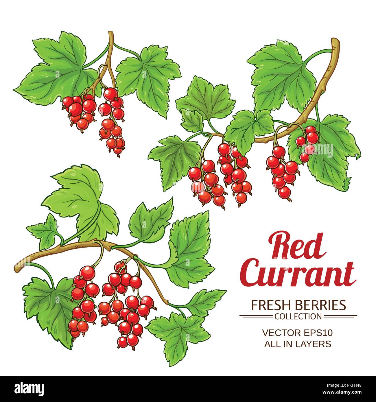 red currant plant vector isolated on white background Stock Vector ...