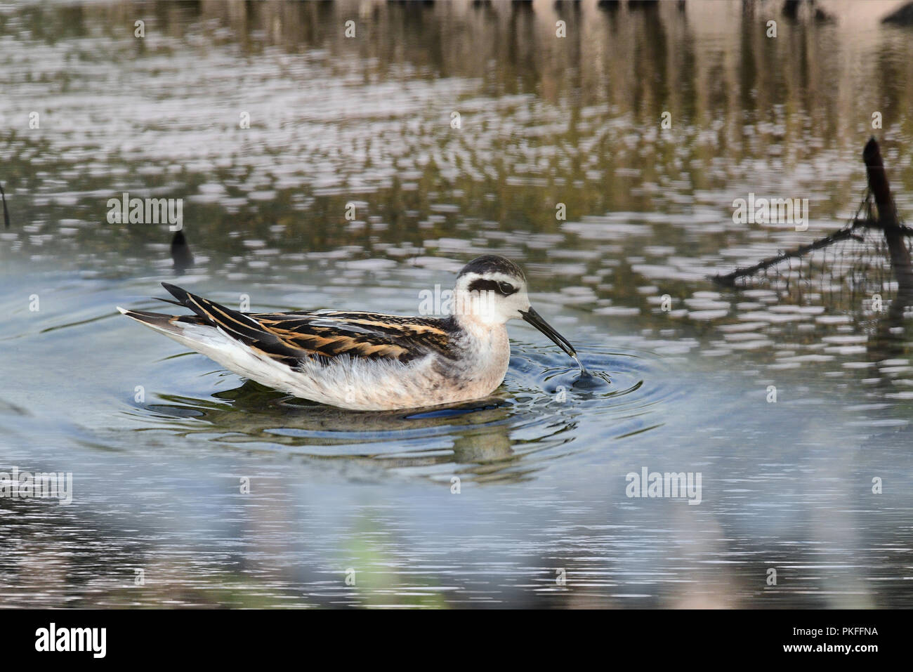 Red necked Dowitcher Stock Photo - Alamy