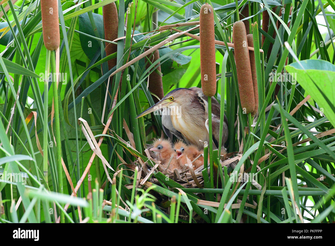 Weijian hi-res stock photography and images - Alamy