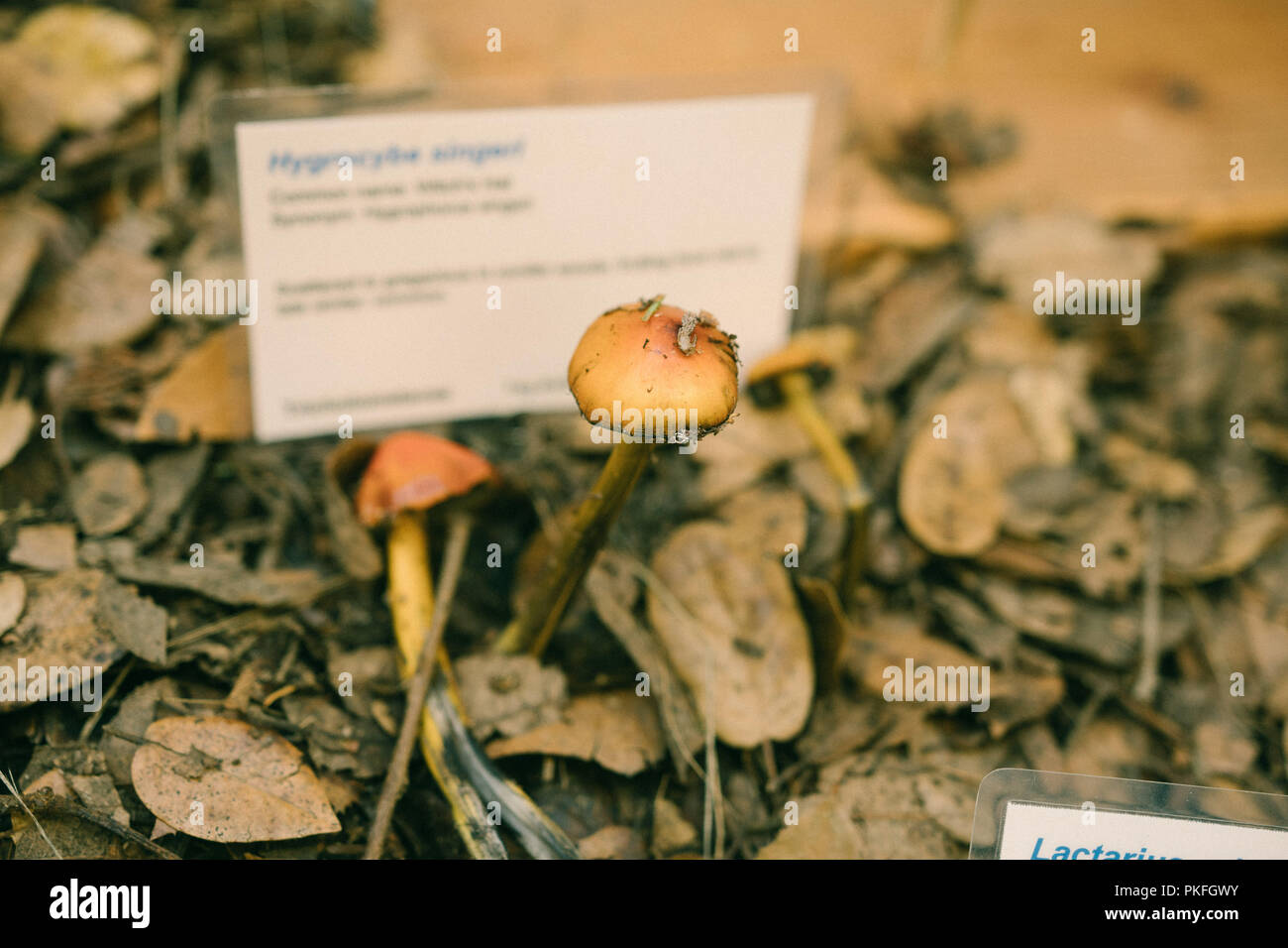 Mushroom Fungi Science Art Paintings Scientific Names Stock Photo Alamy mushroom-fungi-science-art-paintings-scientific-names-stock-photo-alamy