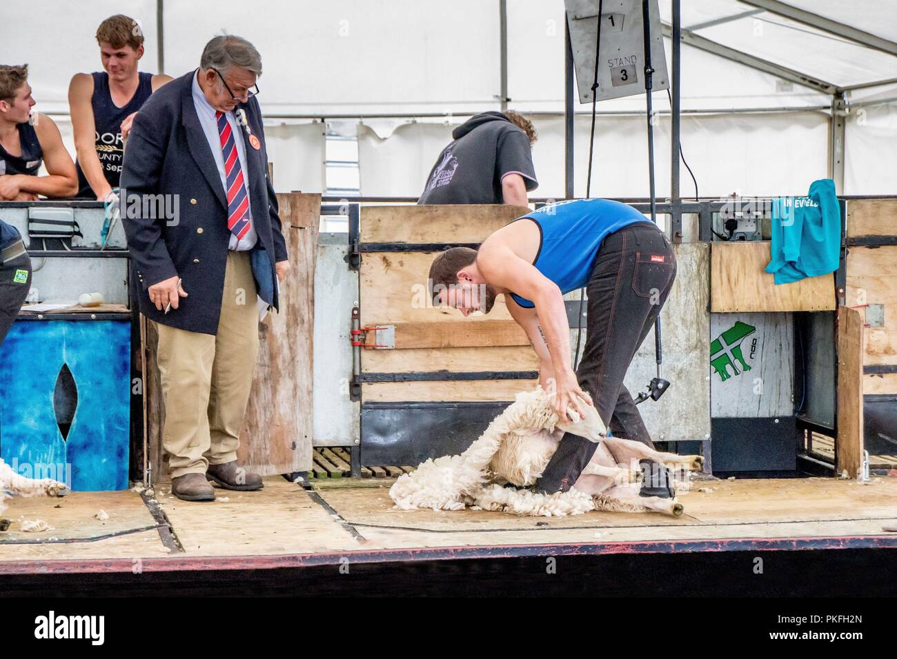 Sheep Shearing Widdicombe Fair, Widdicombe -n the Moor, Devon, UK Stock ...