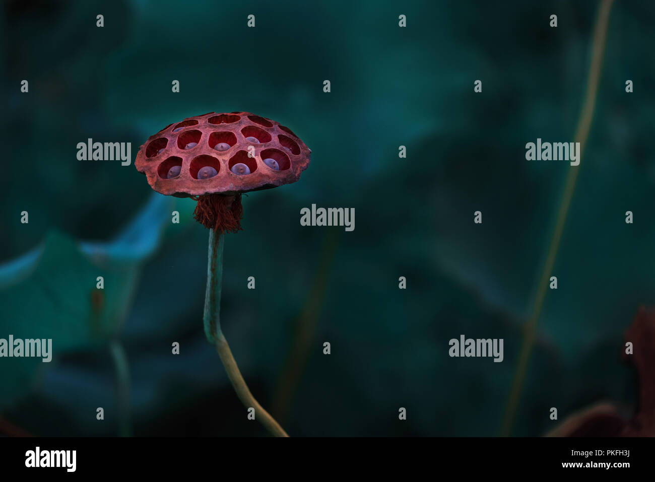 Wilted lotus flower hi-res stock photography and images - Alamy