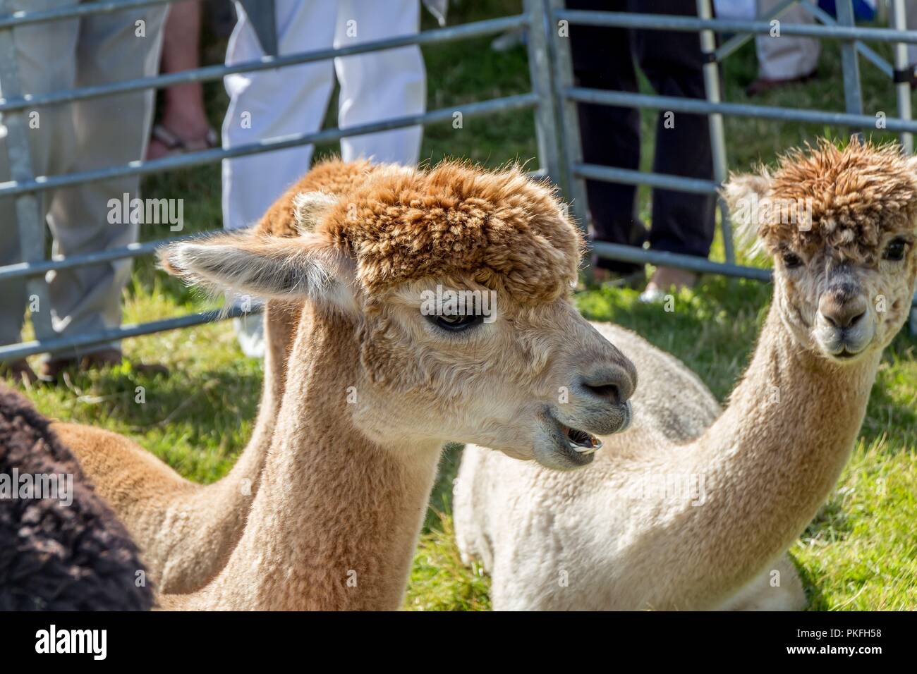 Threshing Machine Widdicombe Fair, Widdicombe -n the Moor, Devon, UK ...