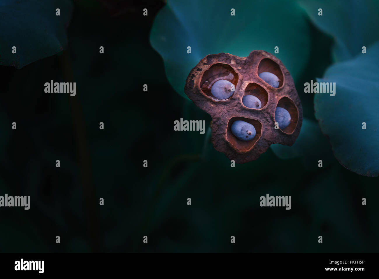 Wilted lotus flower hi-res stock photography and images - Alamy