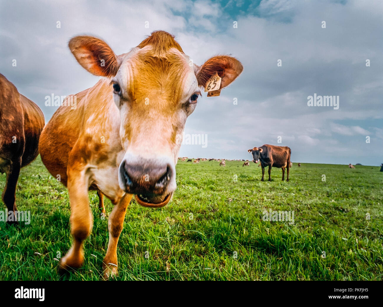 Nosy Nosey Animal High Resolution Stock Photography and Images - Alamy