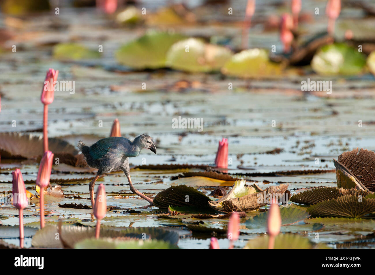 Purple Swamphen - Chick in pink water lilies (Porphyrio porphyrio ...