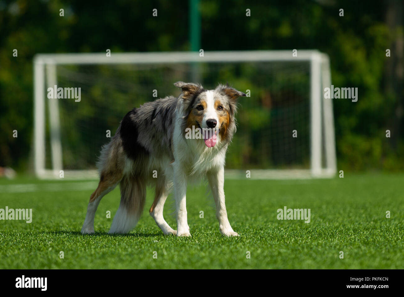 Collie pose hi-res stock photography and images - Alamy