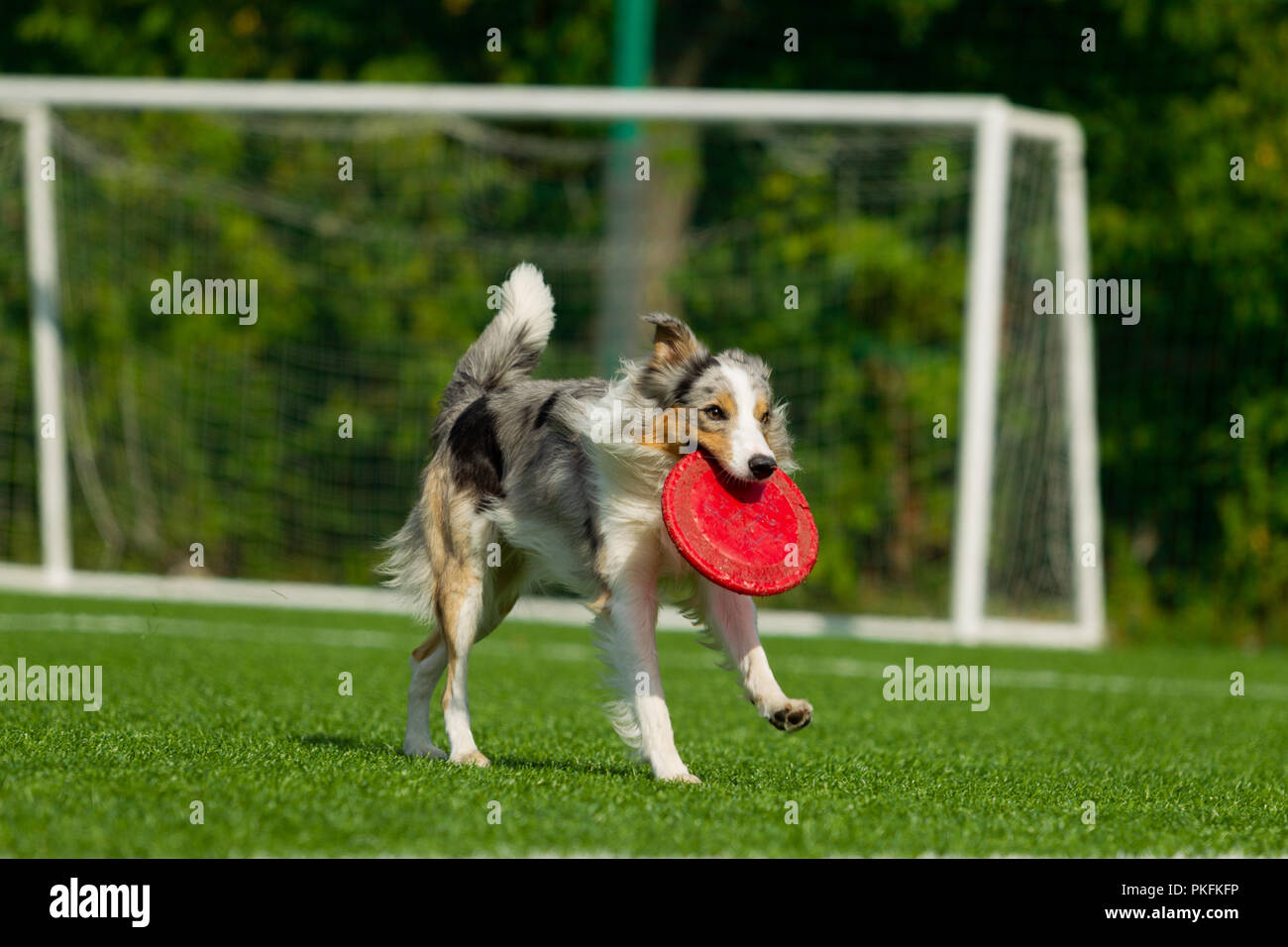 Border collie catches the disc, playing in Frisbee. Summer day. Natural ...
