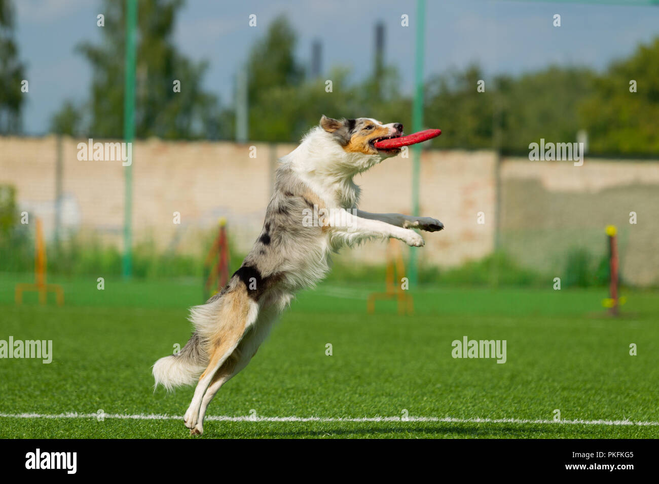 Border collie catches the disc, playing in Frisbee. Summer day. Natural ...