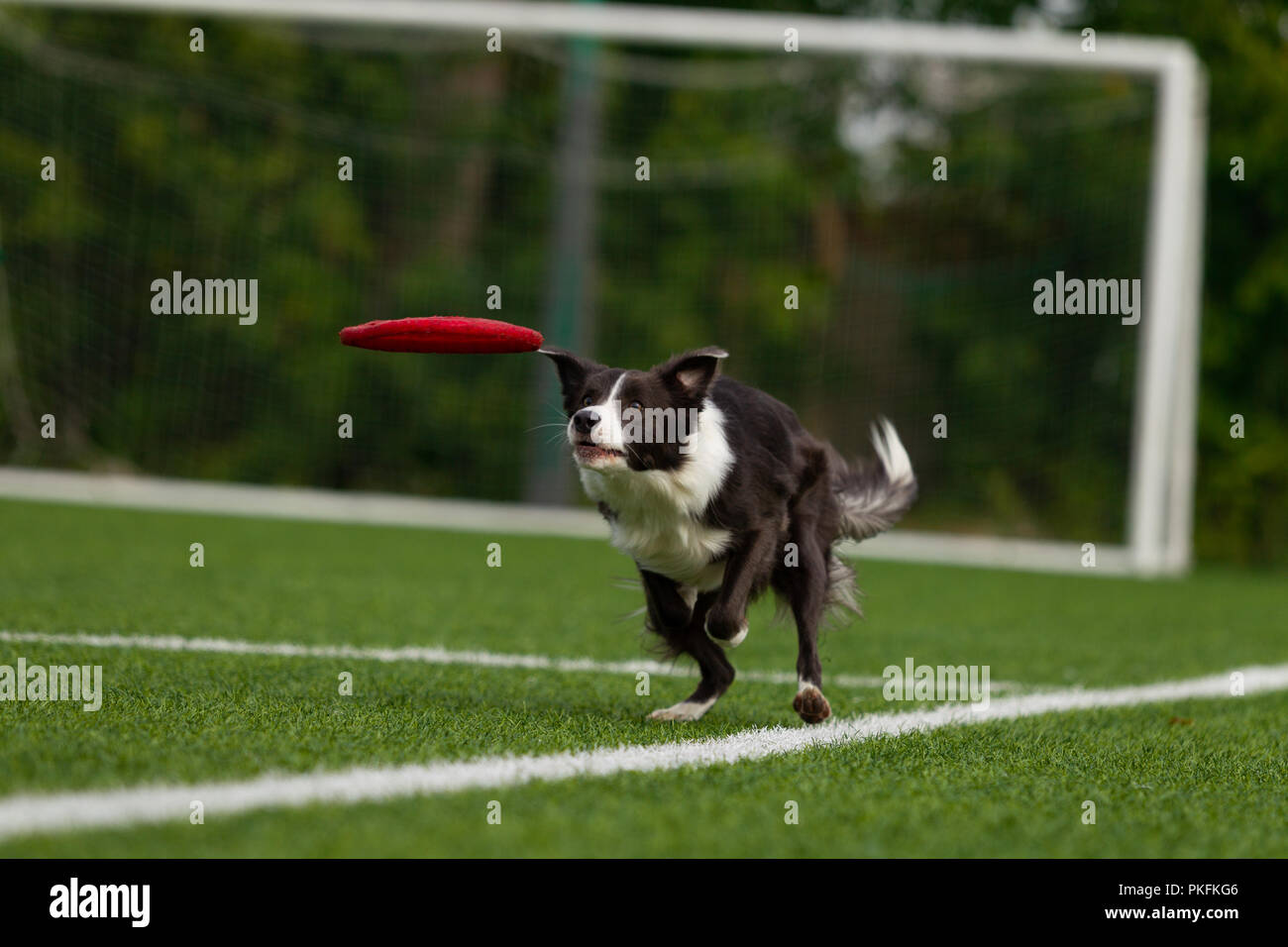 Border collie catches the disc, playing in Frisbee. Summer day. Natural ...