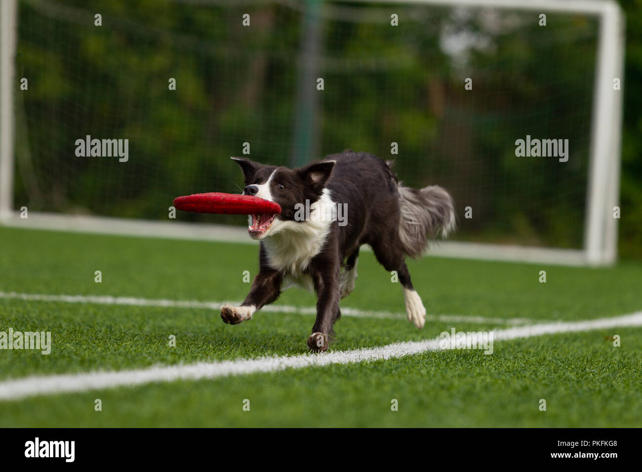 Border collie catches the disc, playing in Frisbee. Summer day. Natural ...