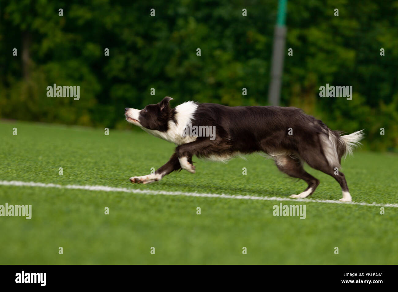 Border collie catches the disc, playing in Frisbee. Summer day. Natural ...