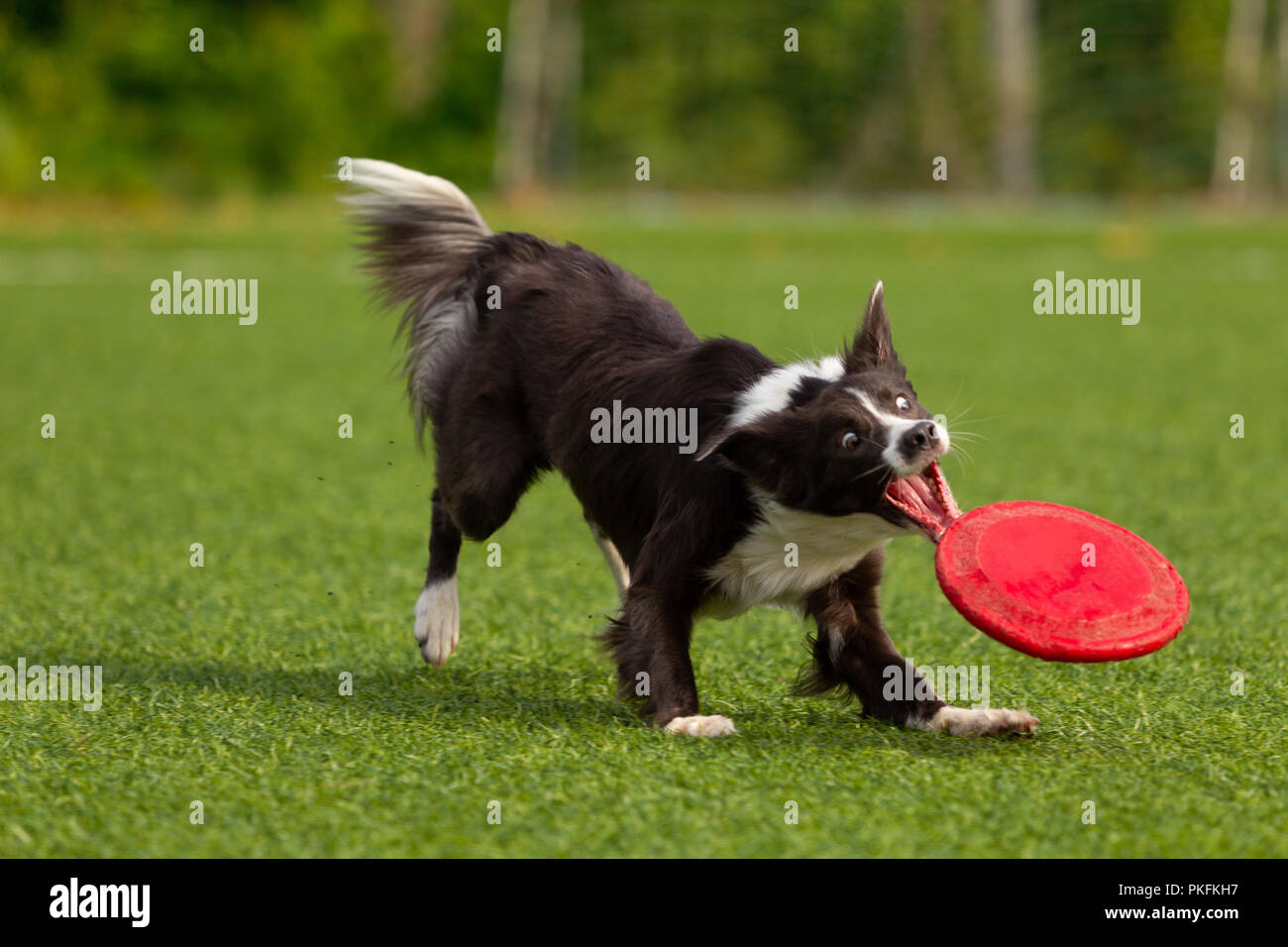 Border collie catches the disc, playing in Frisbee. Summer day. Natural ...