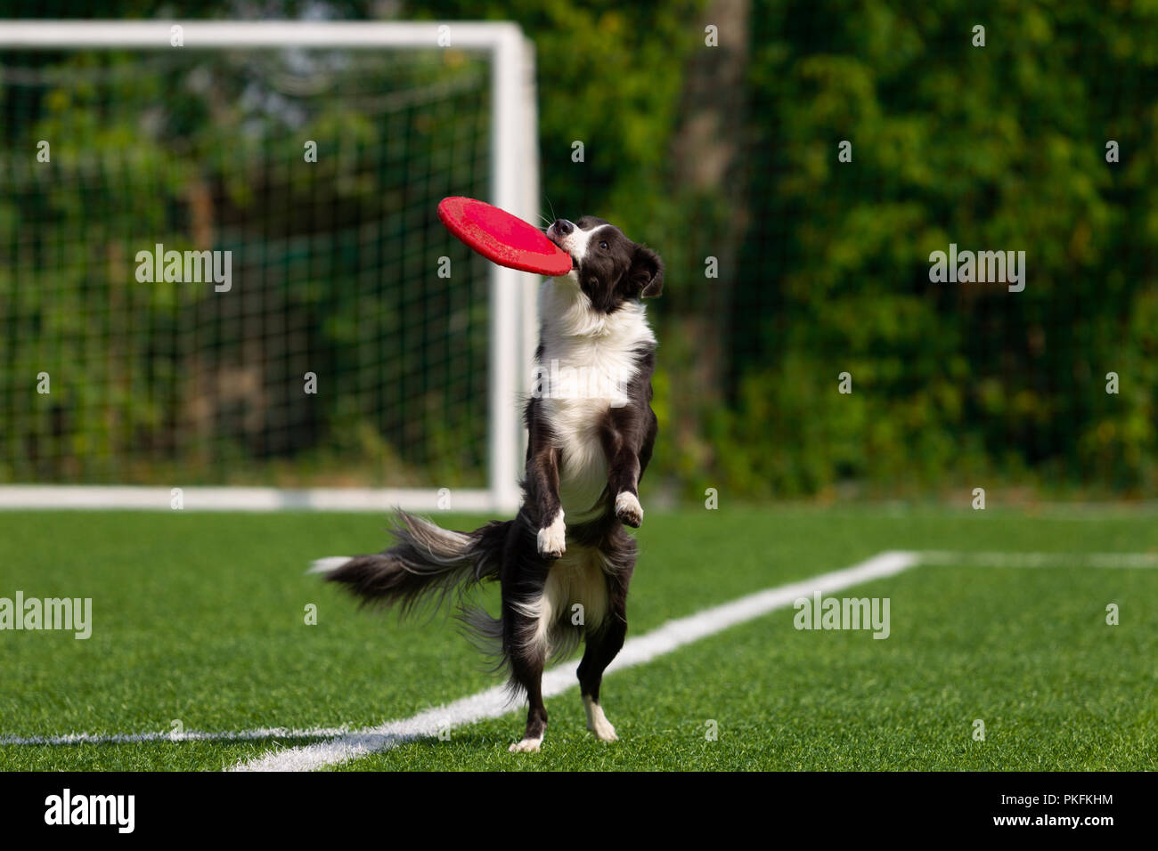 Border collie and frisbee hi-res stock photography and images - Alamy