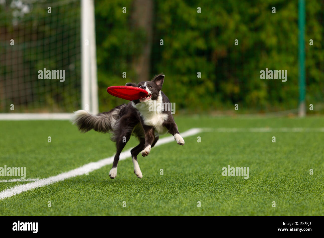 Border collie catches the disc, playing in Frisbee. Summer day. Natural ...