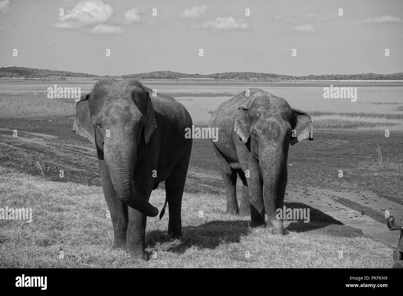 Sri lanka safari hi-res stock photography and images - Alamy