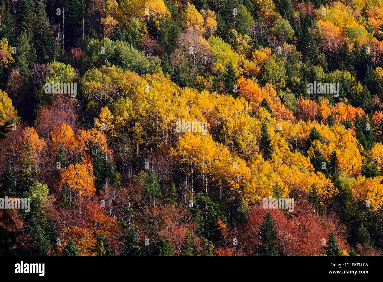 Fall mountain forest, autumn colorful trees texture background Stock ...
