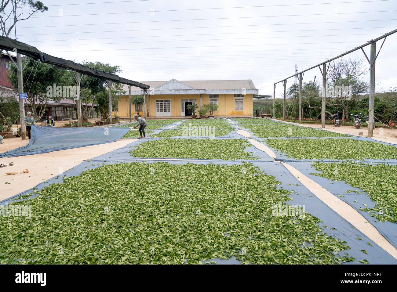 The workers drying tea leaves at under the sun at Cau Dat tea farm in ...