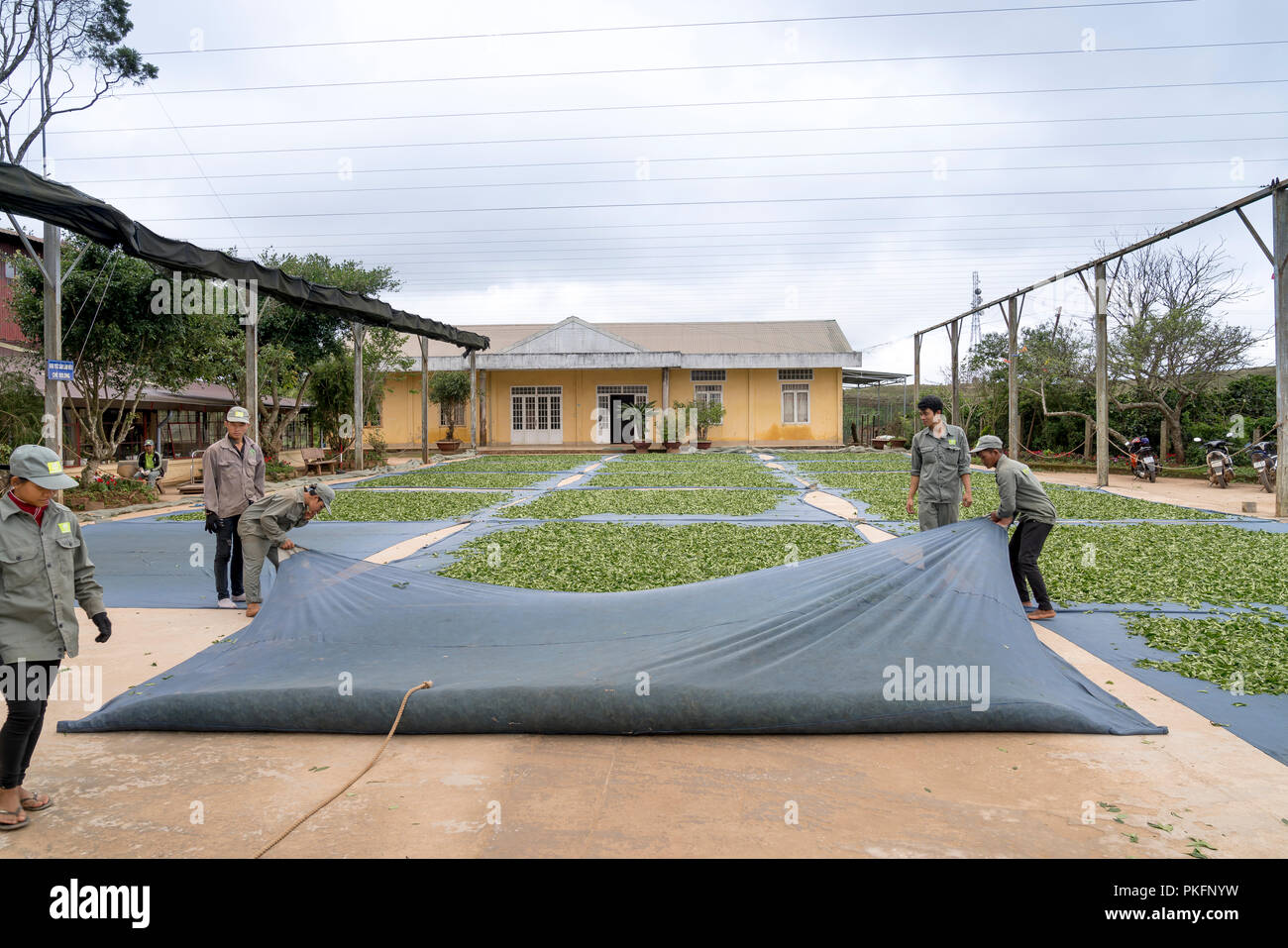 The workers drying tea leaves at under the sun at Cau Dat tea farm in ...