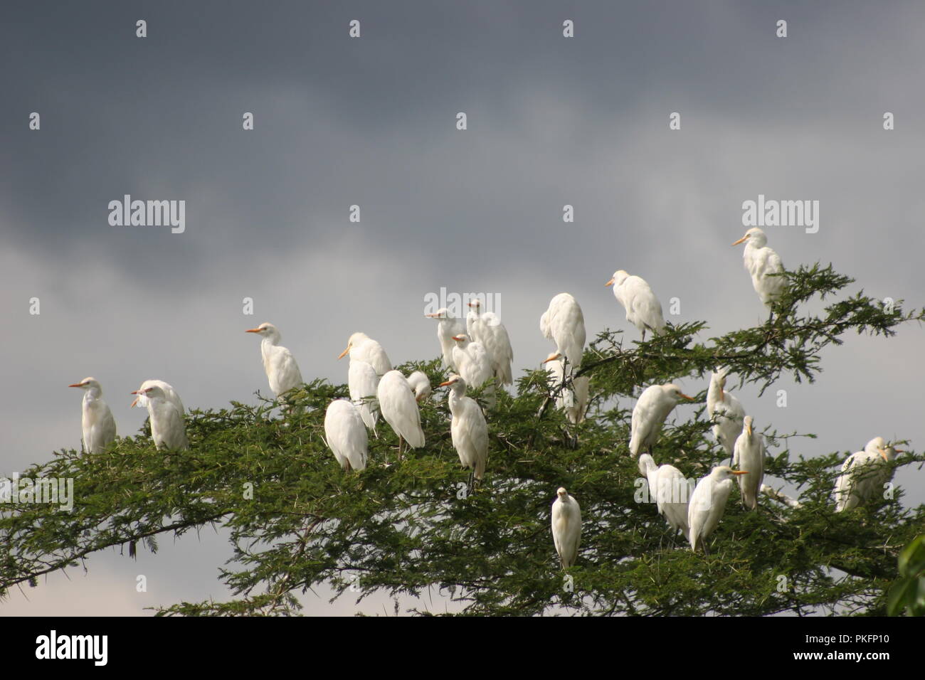 Cattle egrets perch atop a tree at Lake Nyabihoko in Western Uganda ...