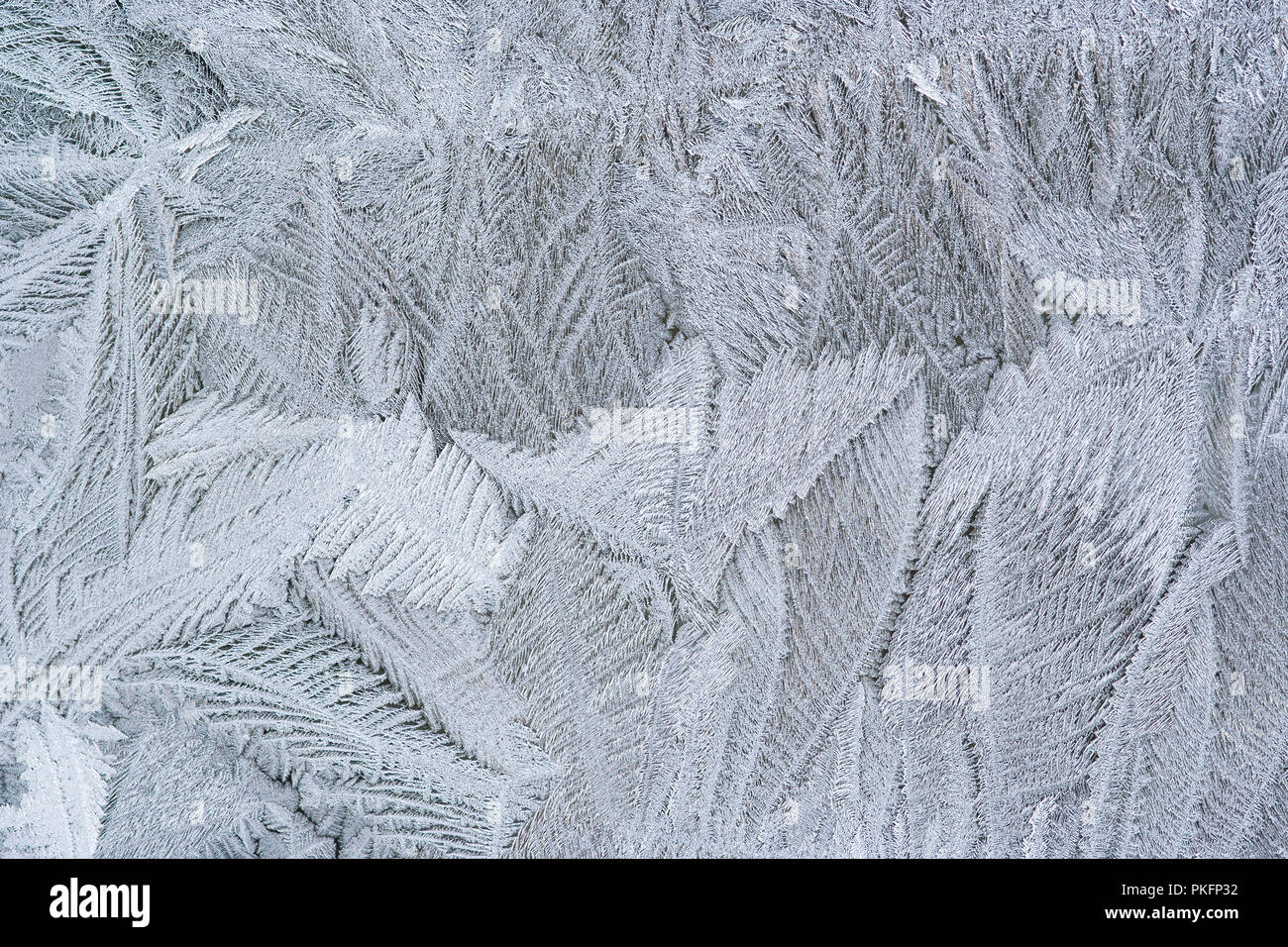 Frost flower hi-res stock photography and images - Alamy