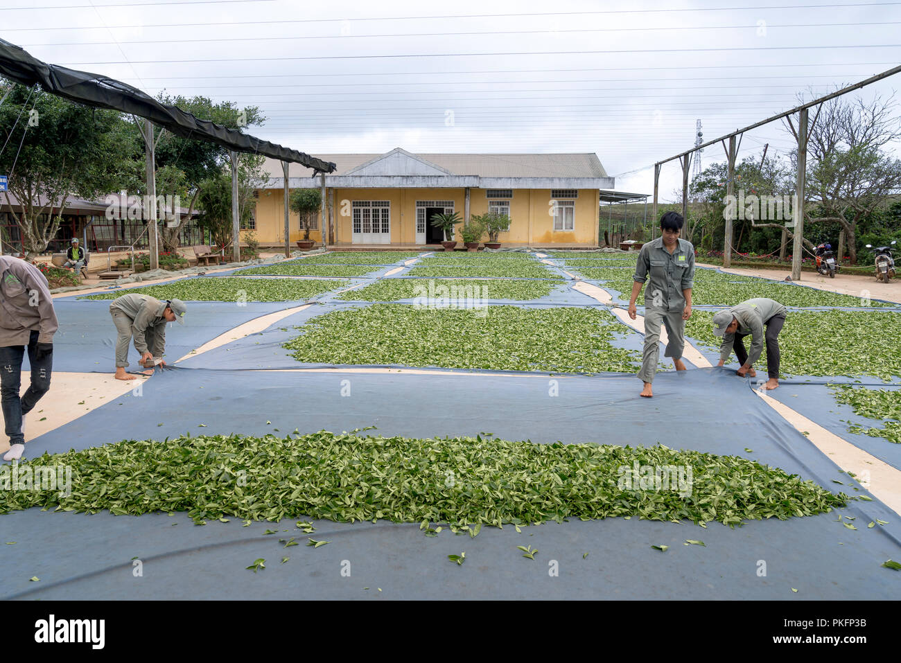 The workers drying tea leaves at under the sun at Cau Dat tea farm in ...