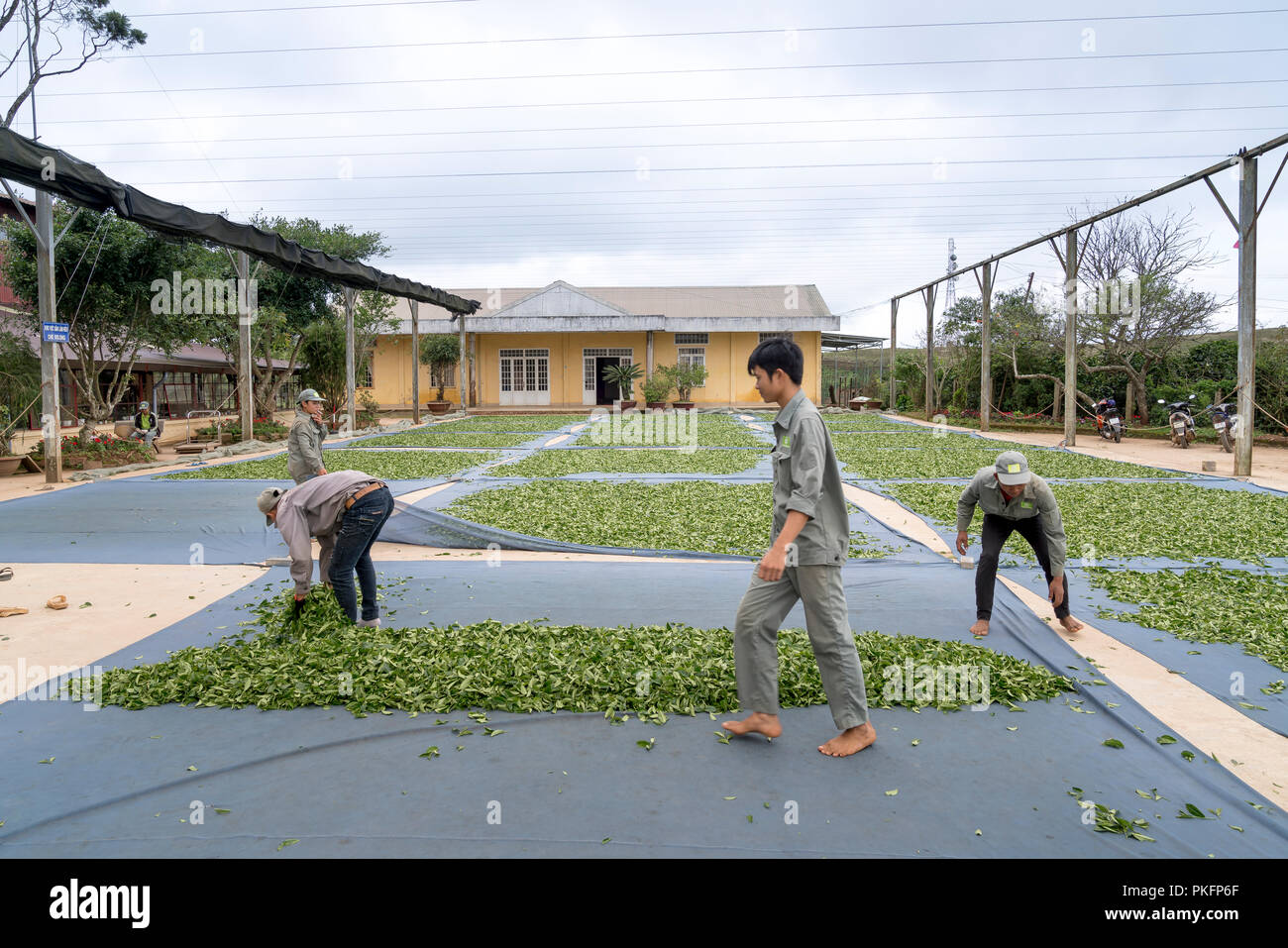 The workers drying tea leaves at under the sun at Cau Dat tea farm in ...