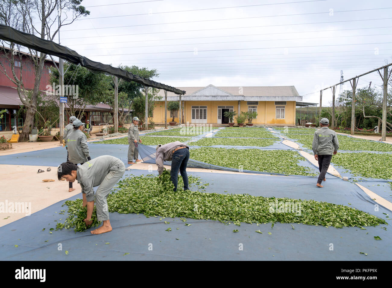 The workers drying tea leaves at under the sun at Cau Dat tea farm in ...