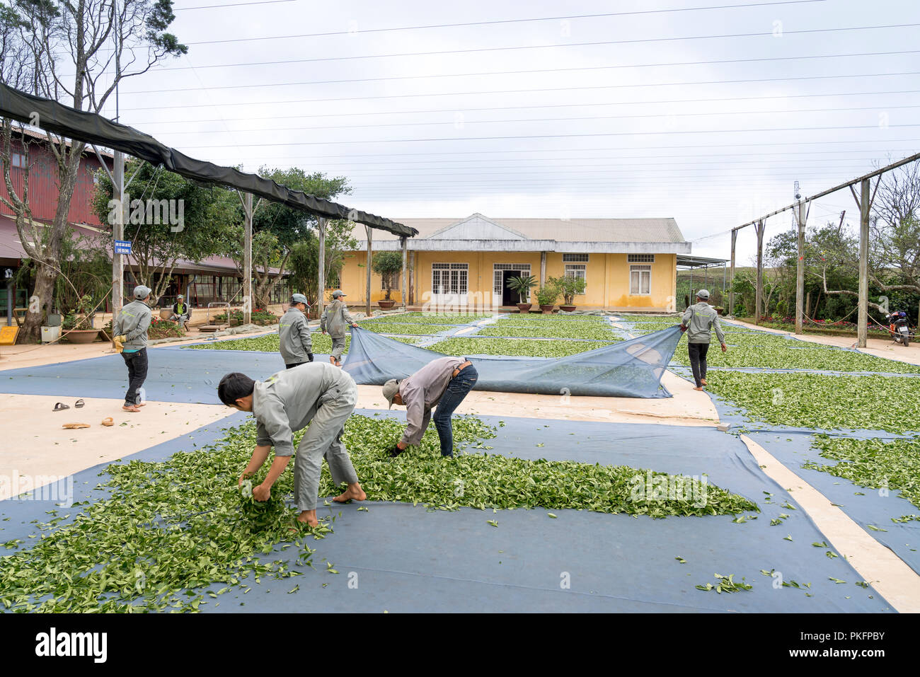 The workers drying tea leaves at under the sun at Cau Dat tea farm in ...