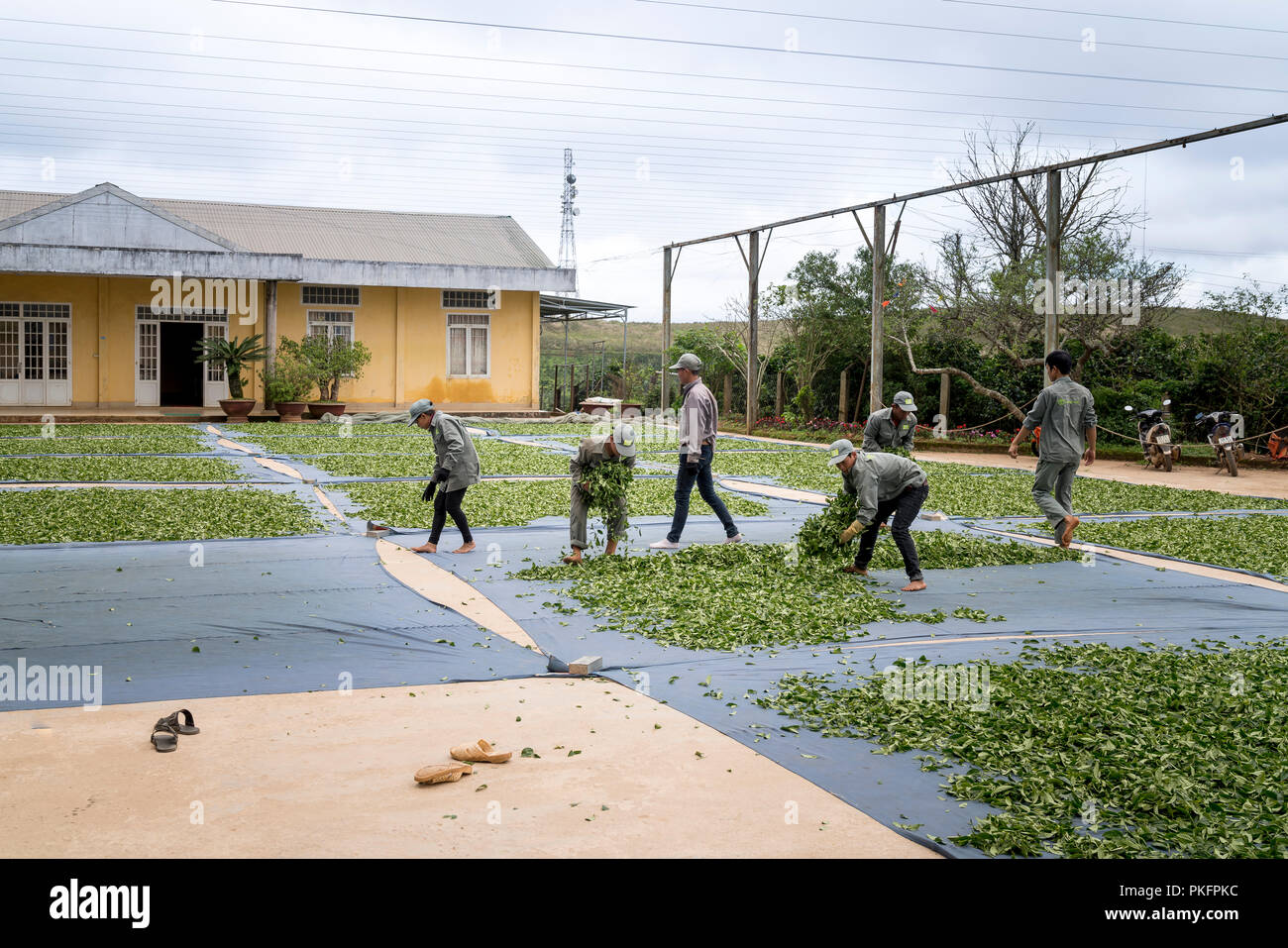 The workers drying tea leaves at under the sun at Cau Dat tea farm in ...