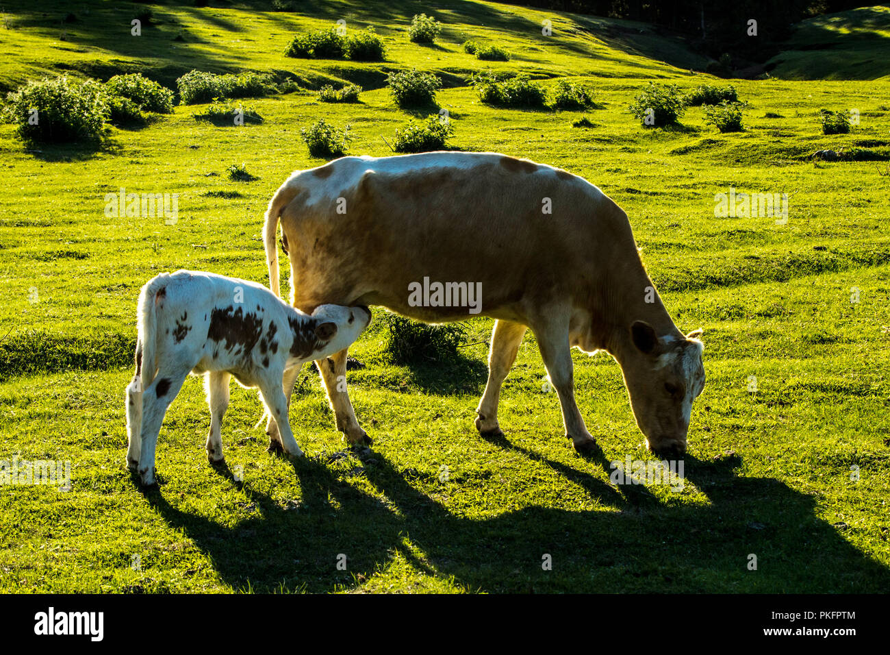 JingHe county in xinjiang grassland scenery Stock Photo - Alamy