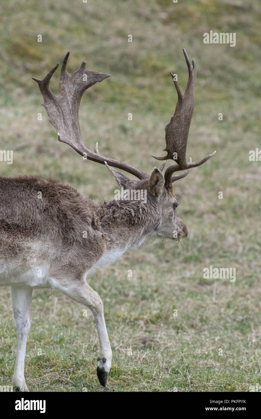 Wild deer grazing Stock Photo - Alamy
