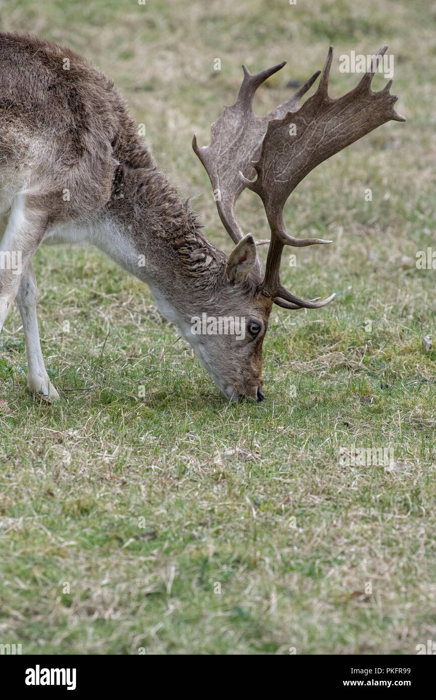 Wild deer grazing Stock Photo - Alamy