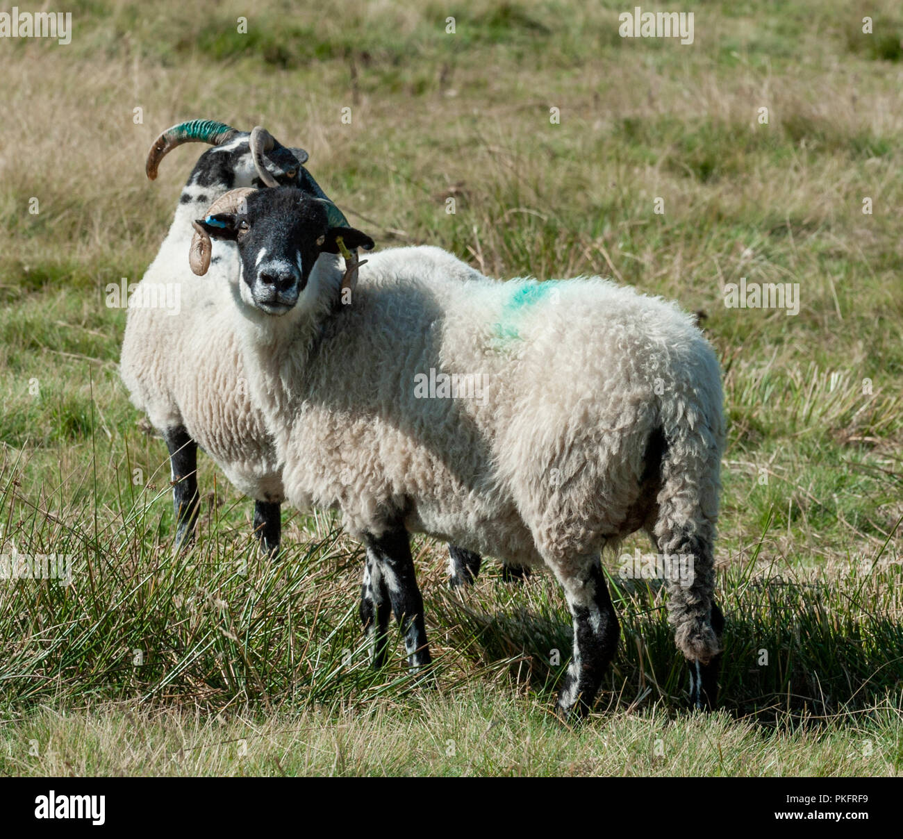 Swaledale sheep on Derbyshire moorlands on an autumn afternoon Stock ...