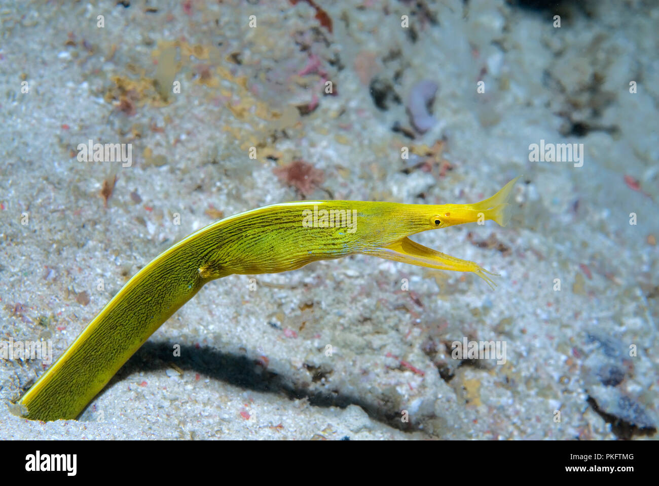 Juvenile Ribbon Eel High Resolution Stock Photography and Images - Alamy