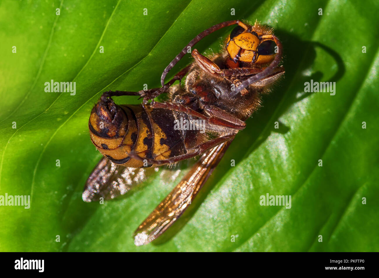 Dead wasp cut out hi-res stock photography and images - Alamy