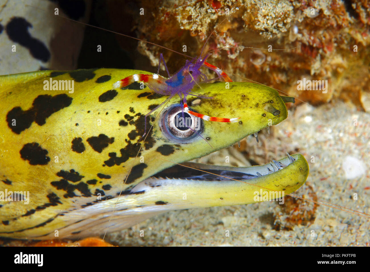 Stenopus High Resolution Stock Photography and Images - Alamy