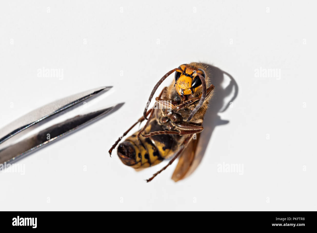 Dead hornet hi-res stock photography and images - Alamy