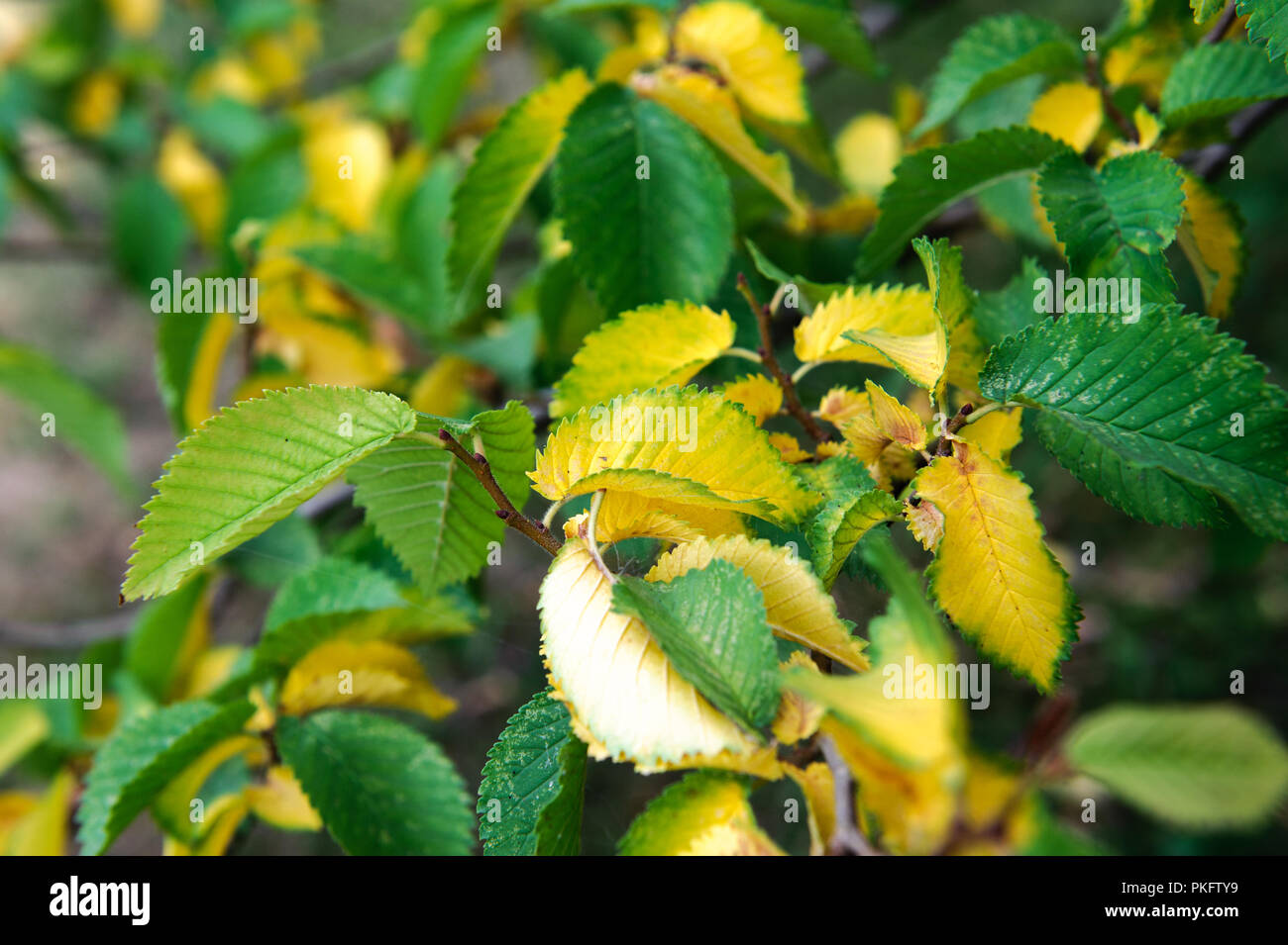 Beautiful fall background with yellow and green leaves Stock Photo - Alamy