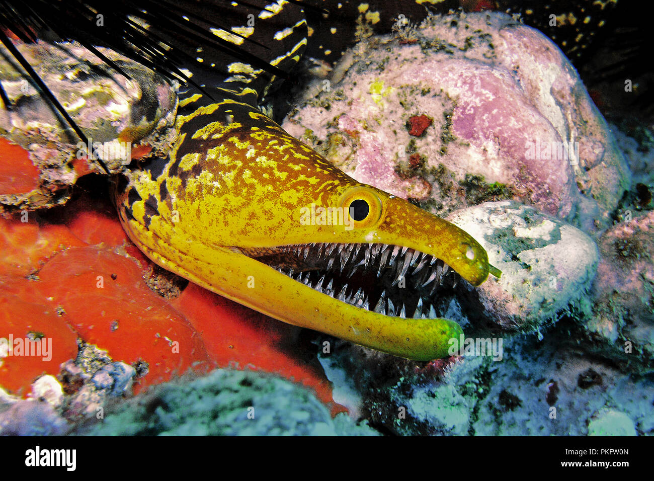 Fangtooth High Resolution Stock Photography and Images - Alamy