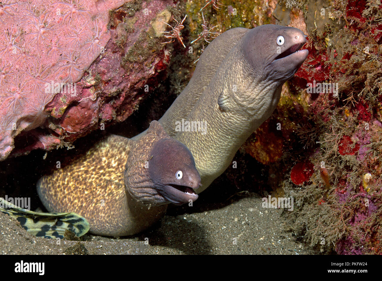 Moray Eels High Resolution Stock Photography and Images - Alamy