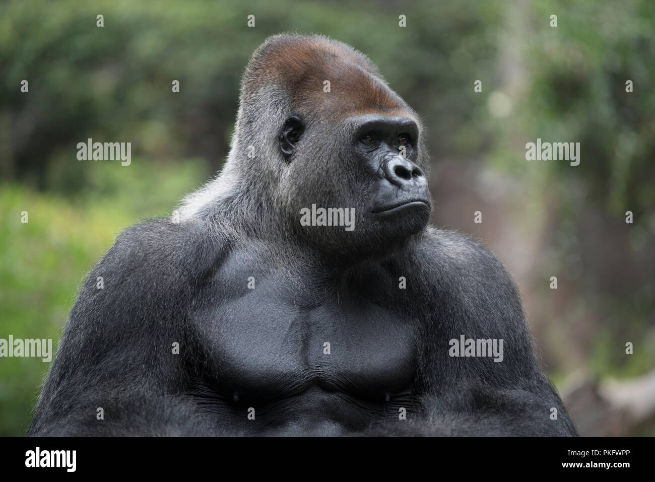 Silverback, Western lowland gorilla (Gorilla gorilla gorilla), animal ...