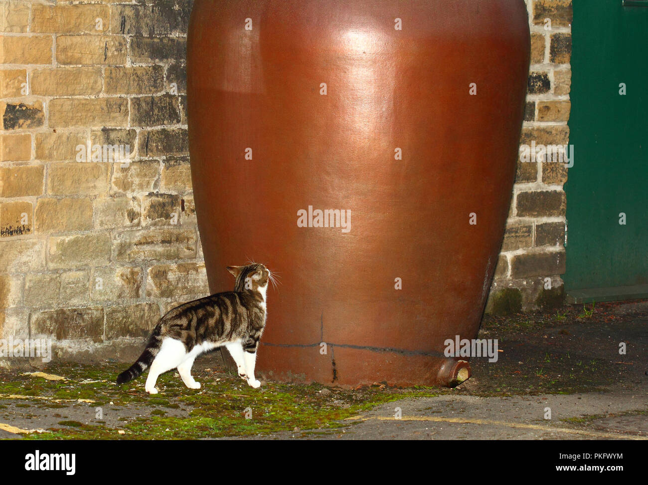 Small cat hi-res stock photography and images - Alamy