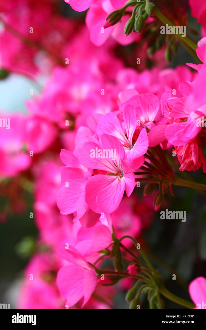 Pink geranium flowers Stock Photo - Alamy