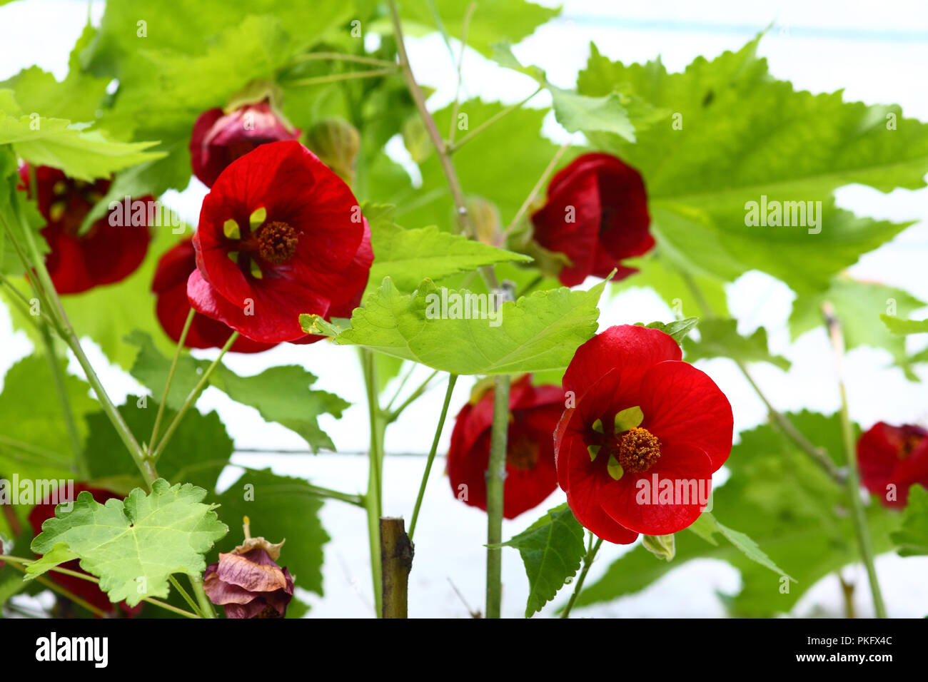 Red abutilon flowers Stock Photo - Alamy