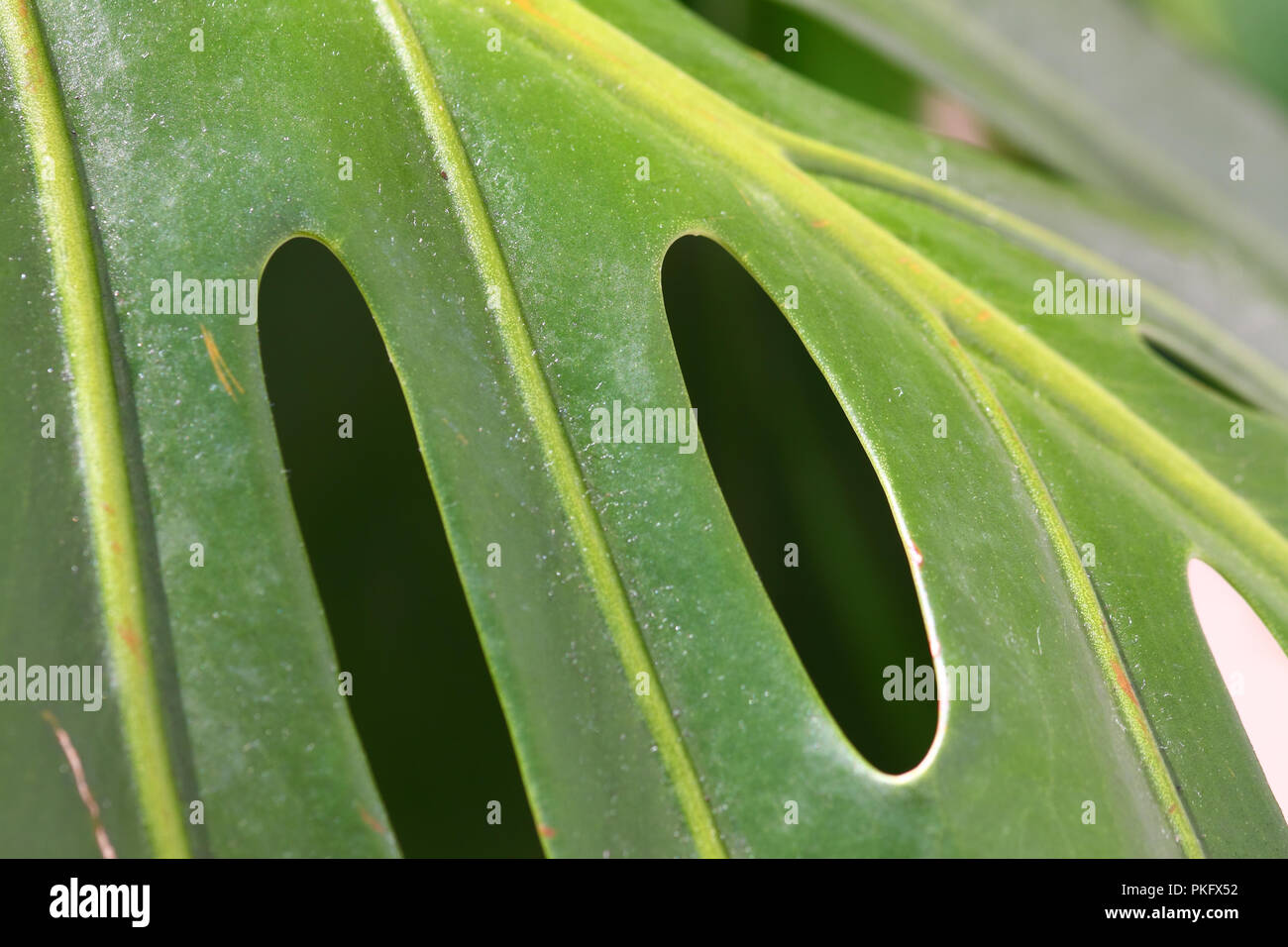 Cheese plant leaf hi-res stock photography and images - Alamy