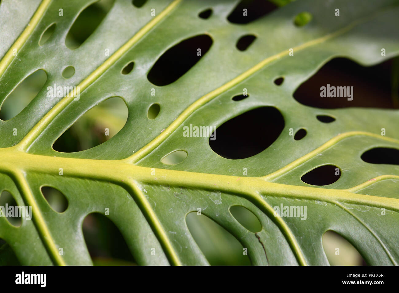 Cheese plant leaf hi-res stock photography and images - Alamy