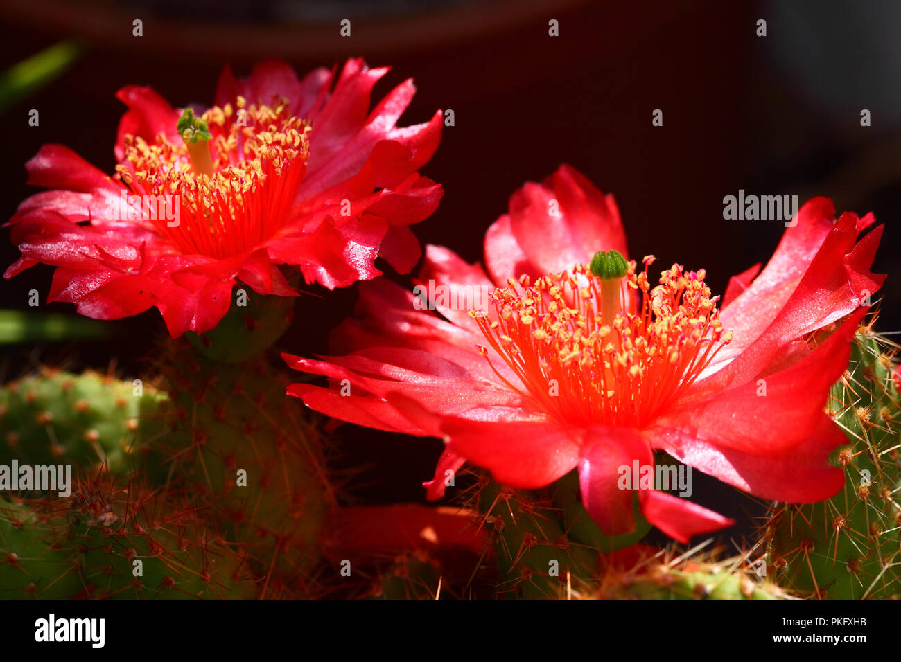 Cactus flowers in full bloom Stock Photo - Alamy