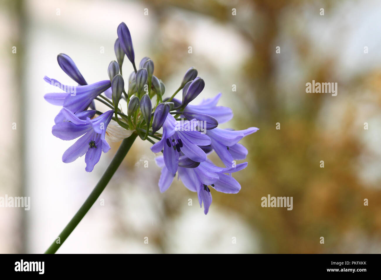 Blue agapanthus flowers also known as lily of the nile Stock Photo - Alamy